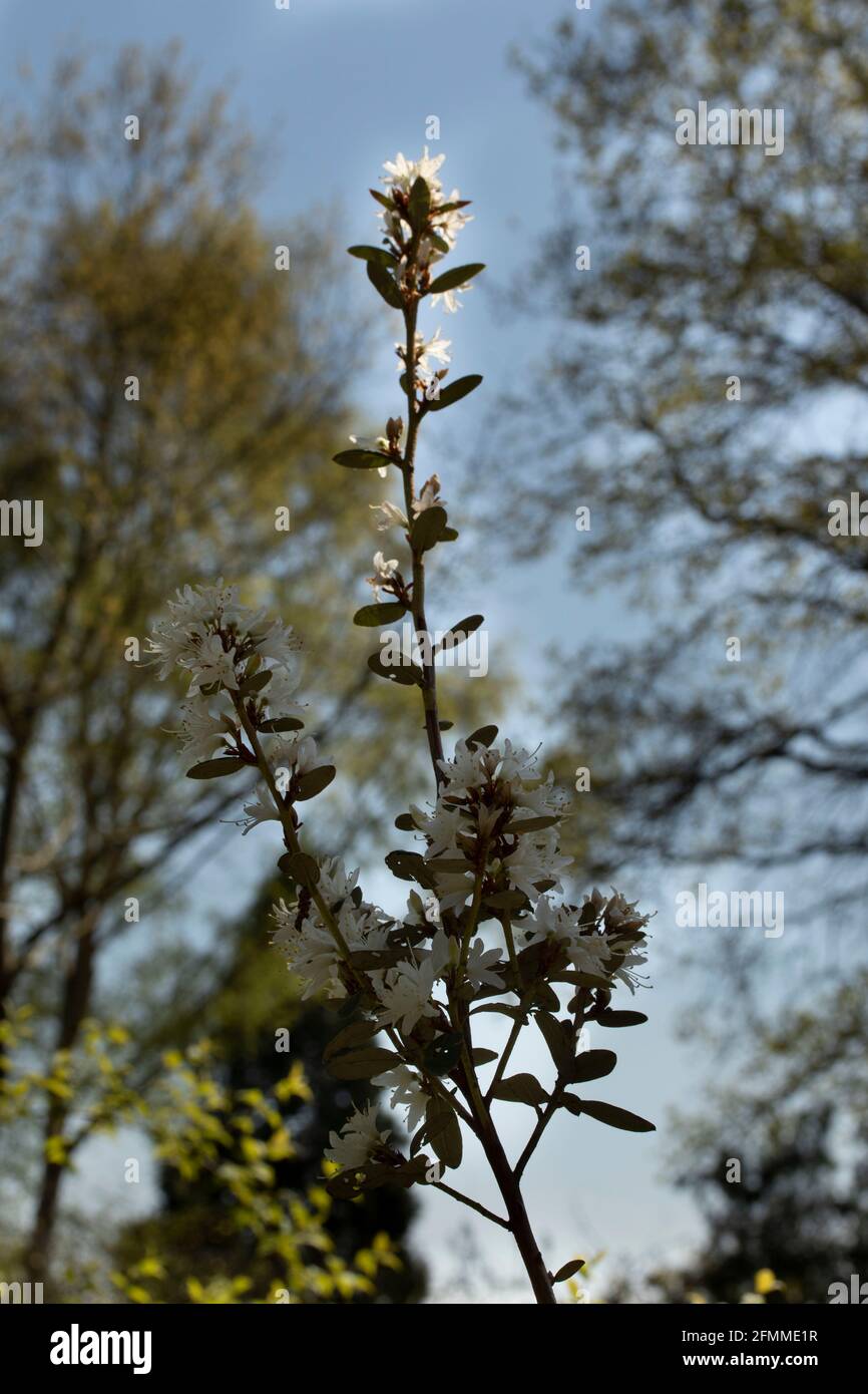Rhodanthemum hosmariense, Moroccan daisy, flowering plant, family ...