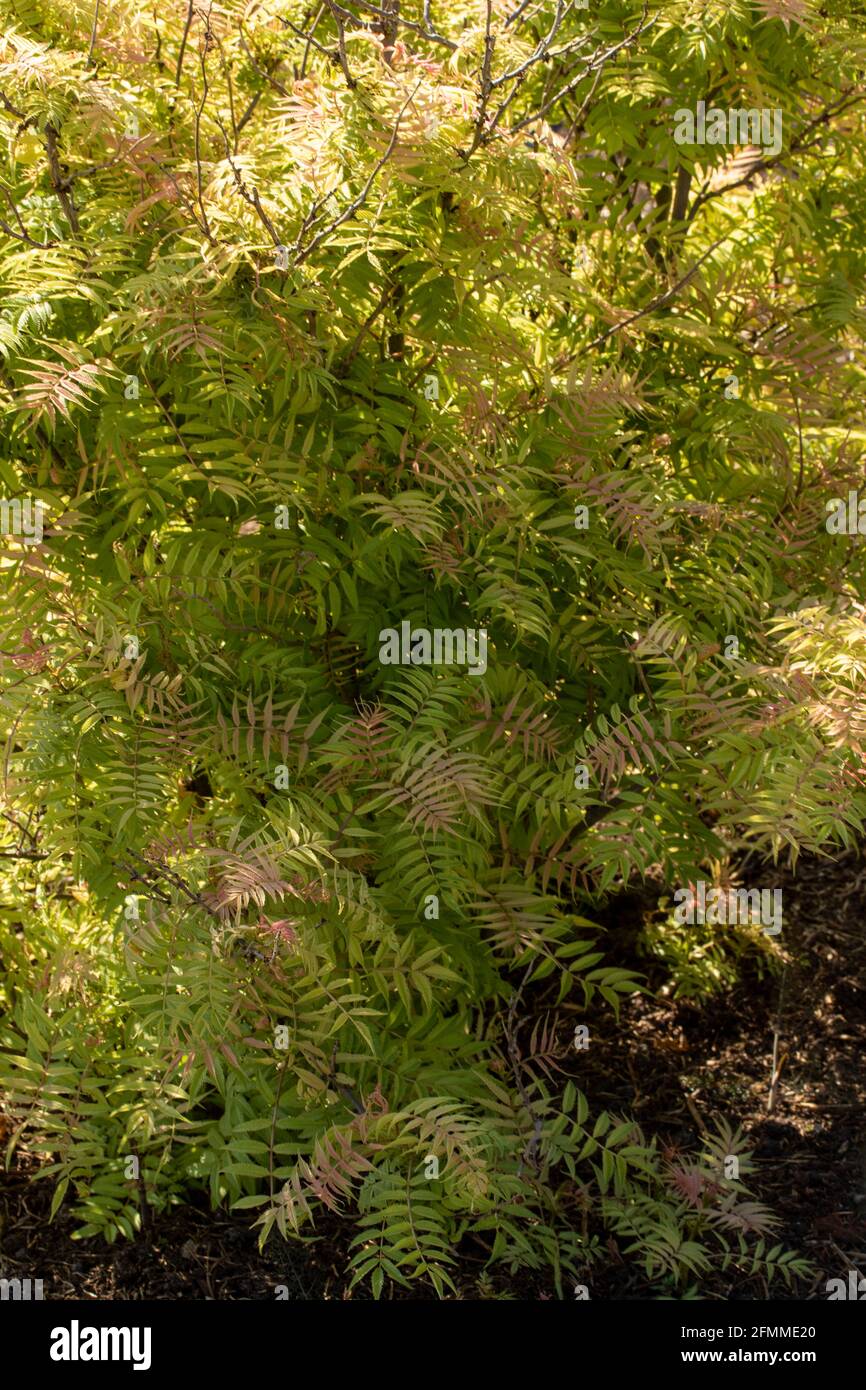 Backlit foliage of Sorbaria Sorbifolia – Sem Stock Photo - Alamy