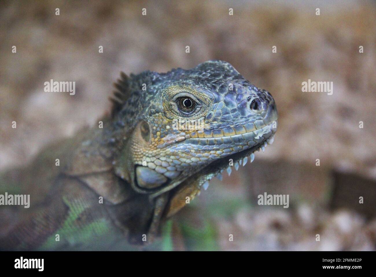 Large lizard close-up. Lacertilia Stock Photo - Alamy
