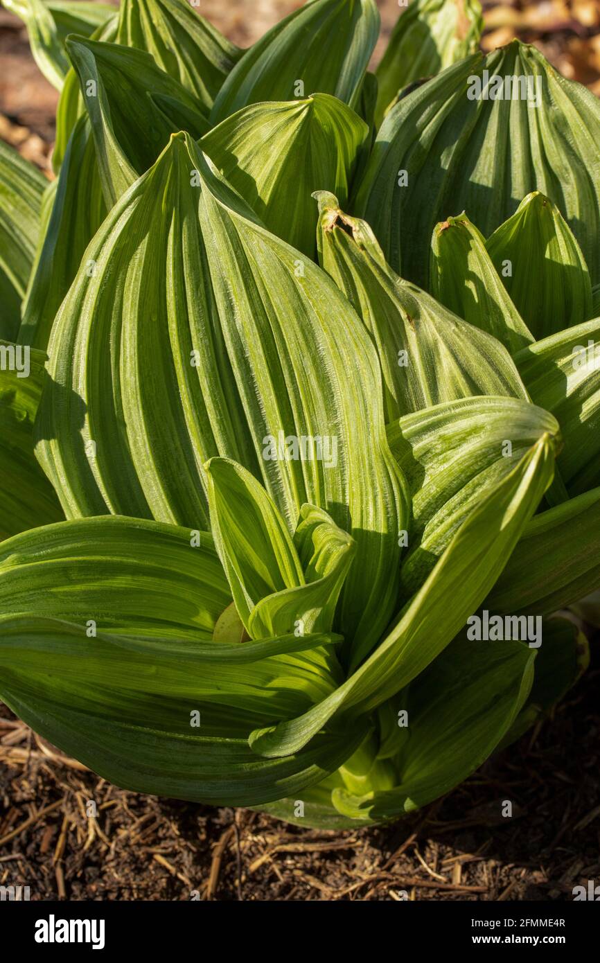 Semi-closeup Veratrum album, white false hellebore, leaves in sunshine ...