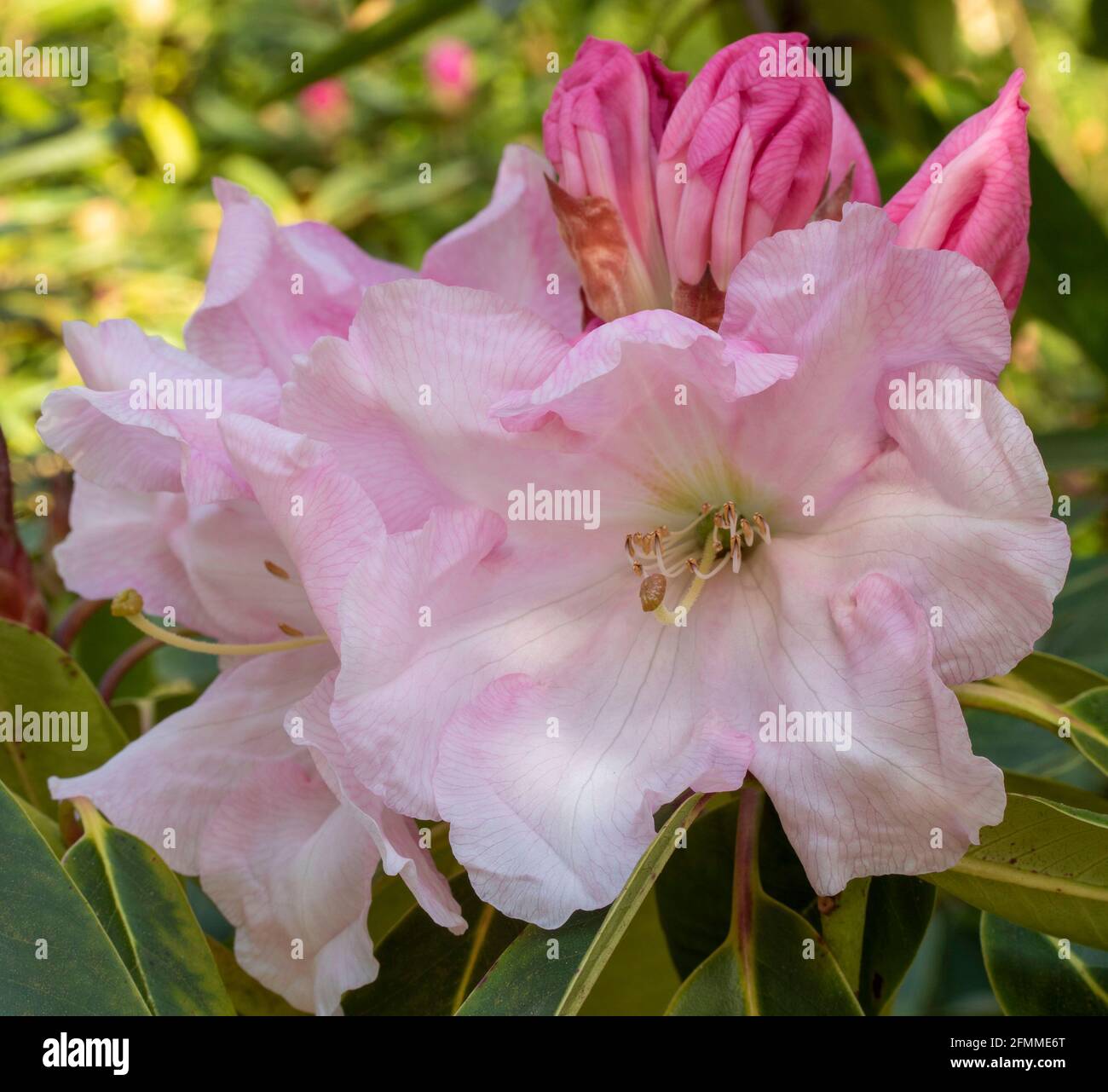 Striking Rhododendron Loderi – Venus flowers in close-up, natural plant ...