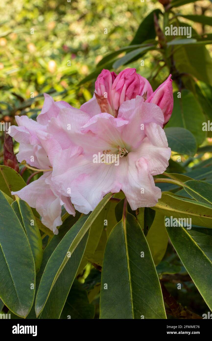 Striking Rhododendron Loderi – Venus flowers in close-up, natural plant ...