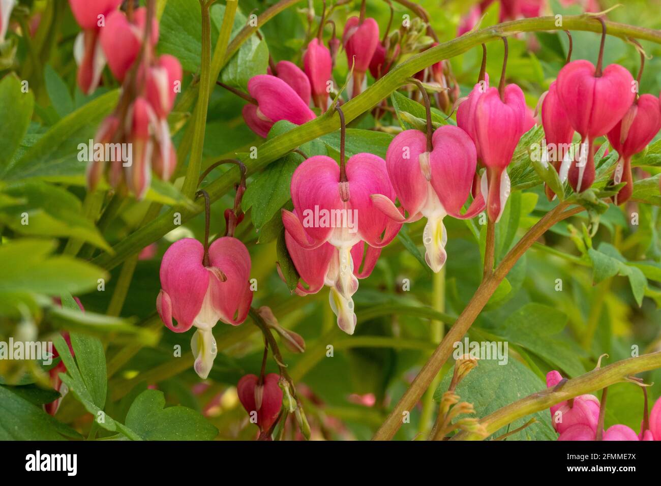 Dicentra Spectabilis (Lamprocapnos spectabili) plant with flowers in ...