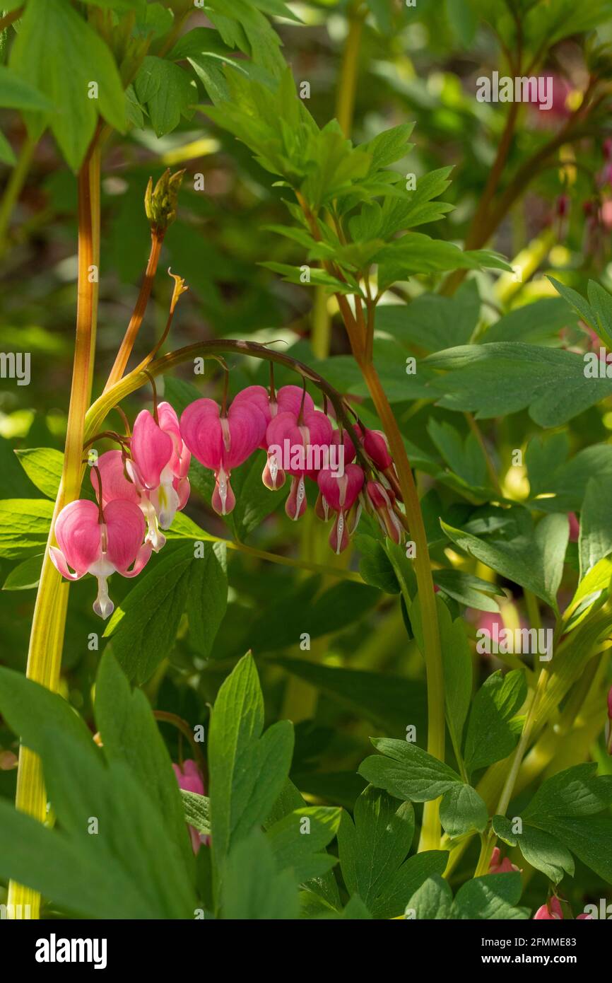 Dicentra Spectabilis (Lamprocapnos spectabili) plant with flowers in ...