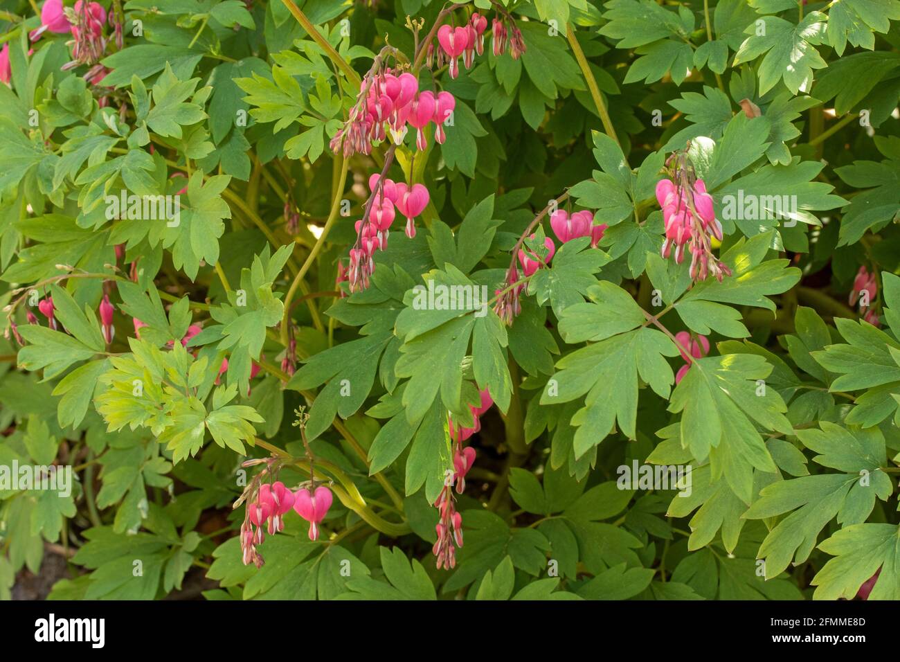 Spectabili hi-res stock photography and images - Alamy
