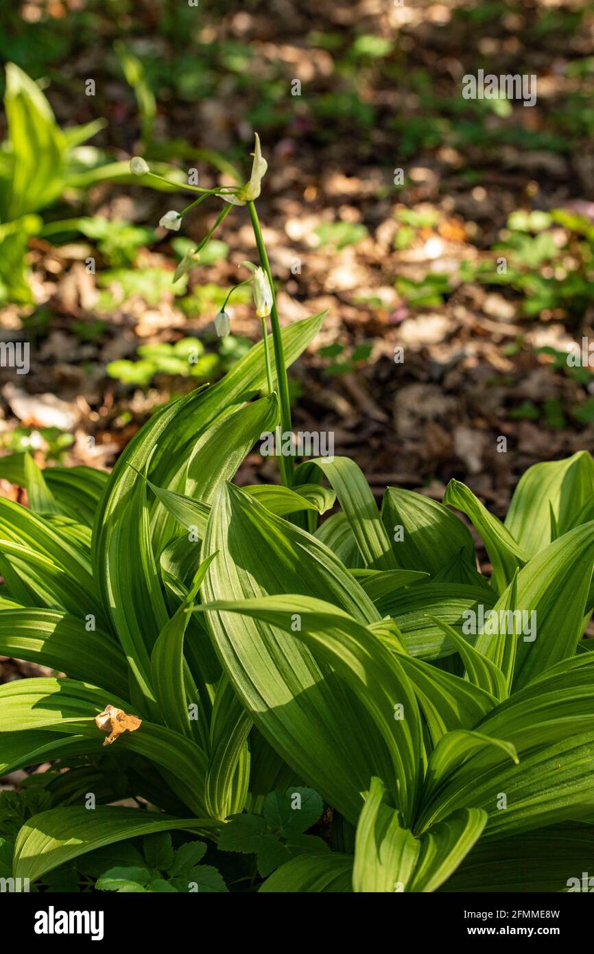 Veratrum Album leaves and small white flowers, close-up natural plant ...