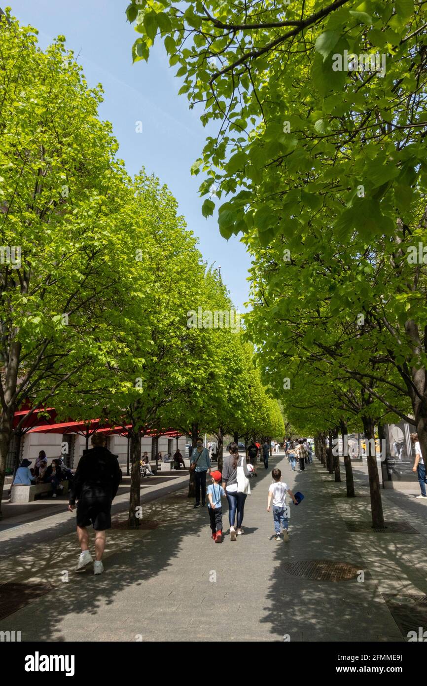 The London Plane trees are a light green in front of the Metropolitan ...