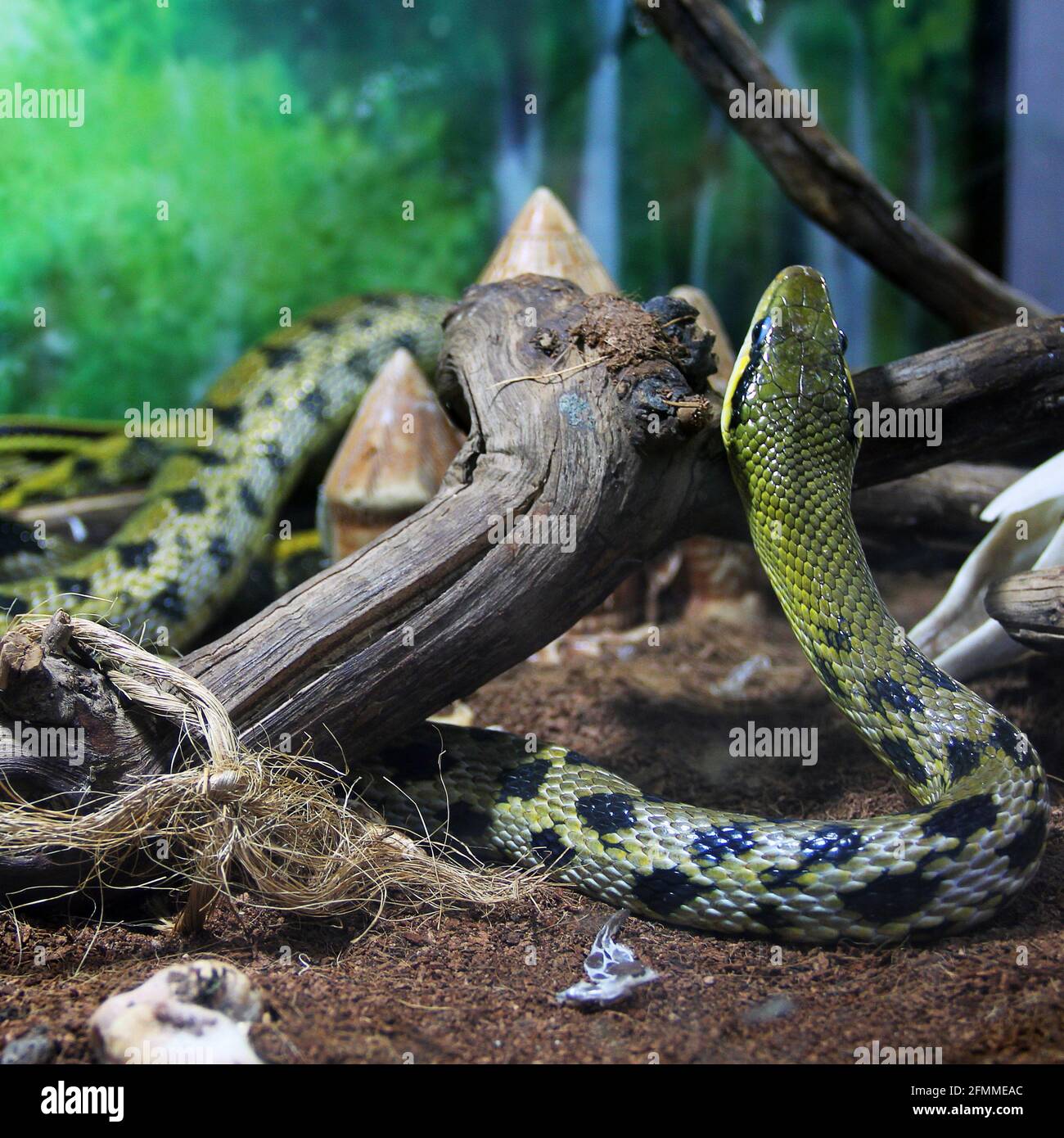 Blue pit snake hi-res stock photography and images - Alamy