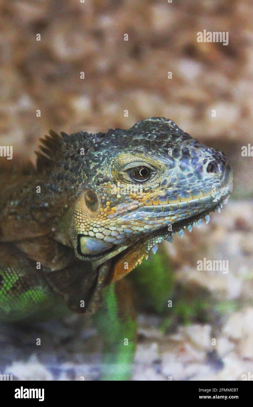 Large lizard close-up. Lacertilia Stock Photo - Alamy