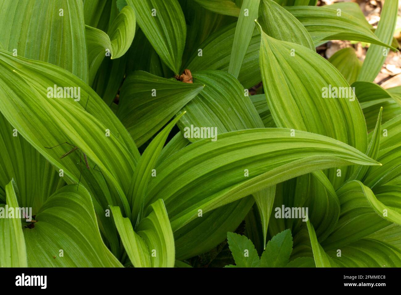 Veratrum Album leaves and small white flowers, close-up natural plant ...