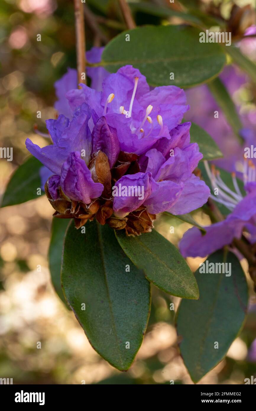 Rhododendron Augustinii hybrid Stock Photo - Alamy