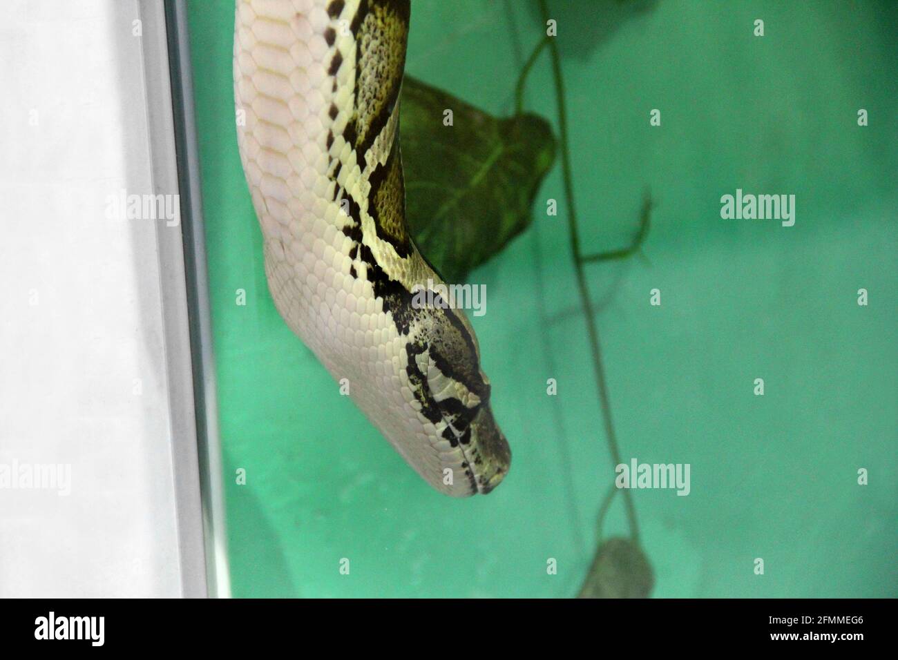 Snake in the terrarium Stock Photo - Alamy
