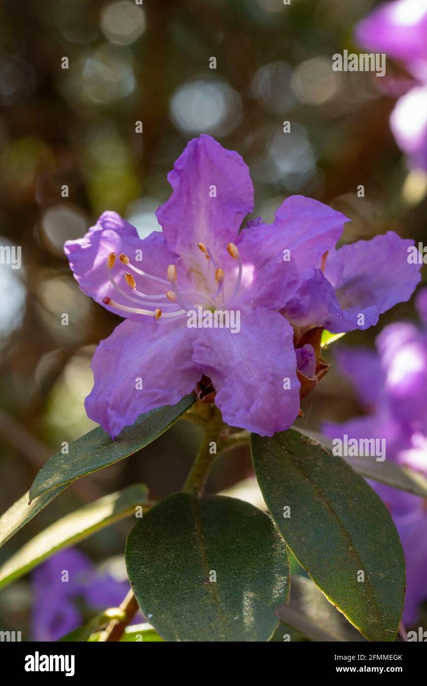 Rhododendron Augustinii hybrid Stock Photo - Alamy
