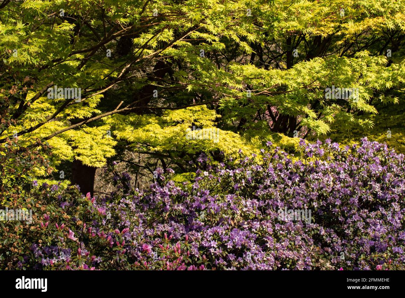 Blue Diamond Rhododendron High Resolution Stock Photography and Images ...