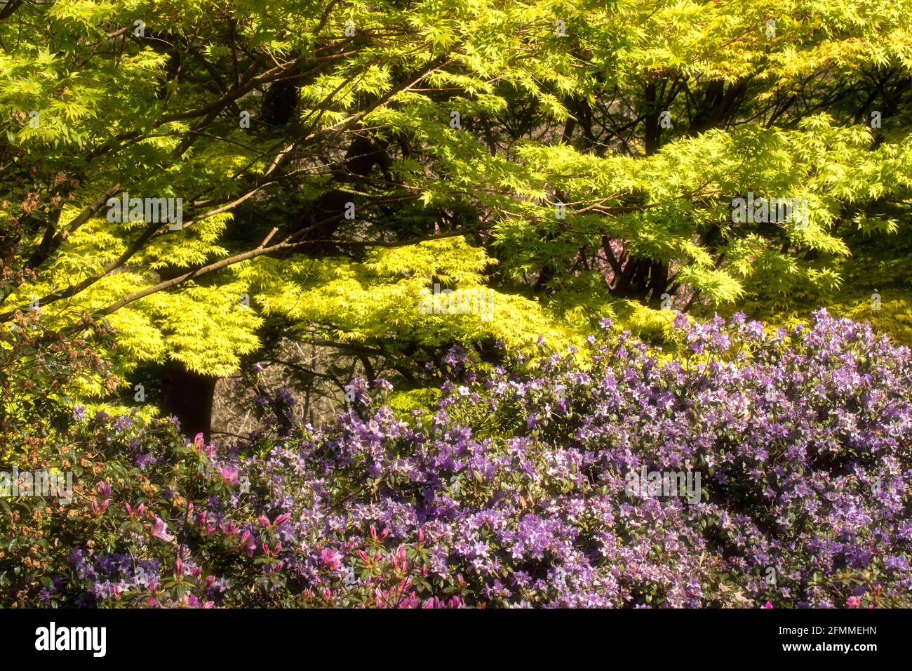 Blue Diamond Rhododendron High Resolution Stock Photography and Images ...