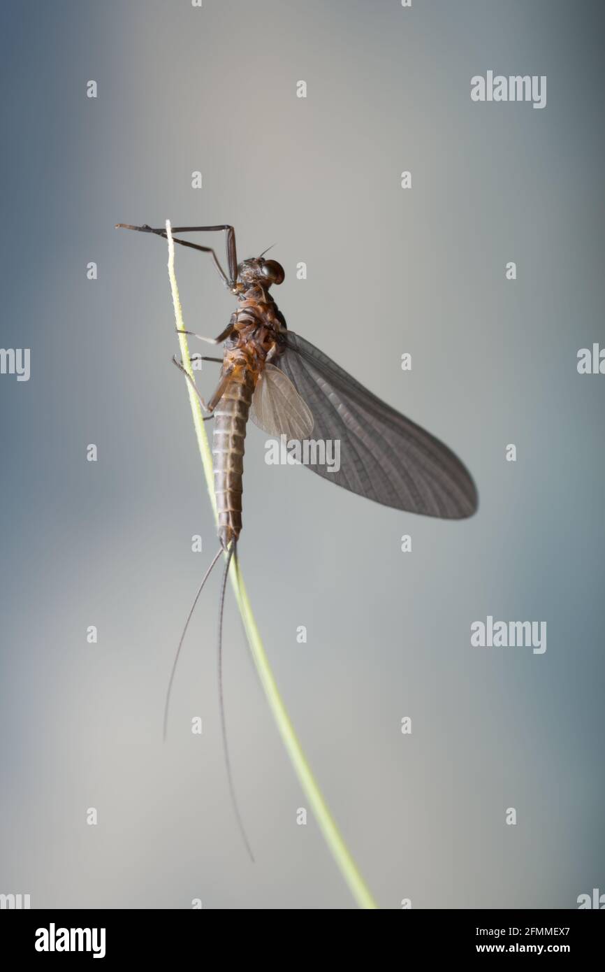 Adult mayfly hi-res stock photography and images - Alamy