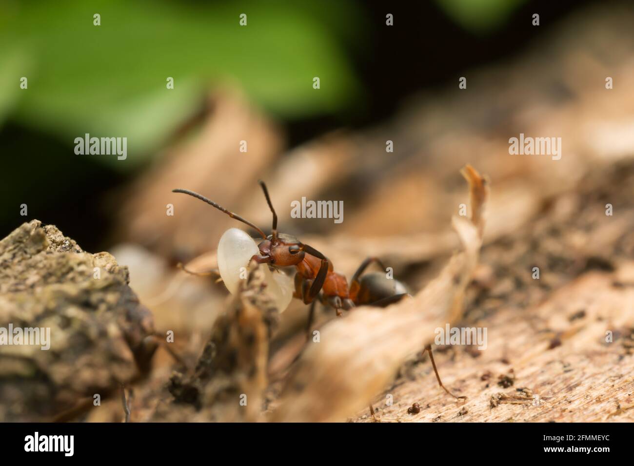Wood ant, Formica transporting larva Stock Photo - Alamy