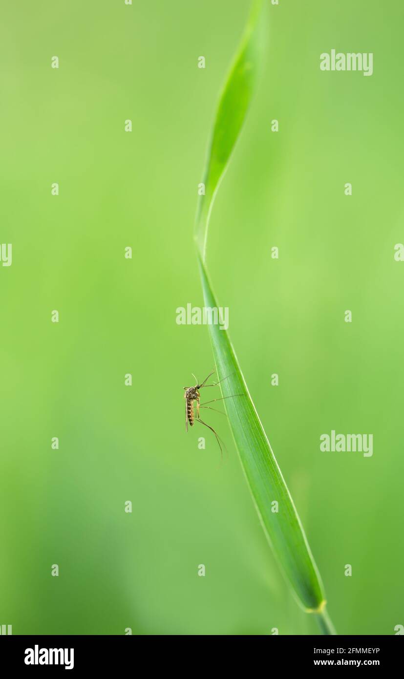 Mosquito Grass High Resolution Stock Photography and Images - Alamy