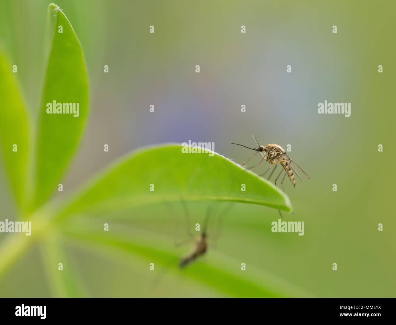 Mosquito resting on lupin leaf Stock Photo - Alamy