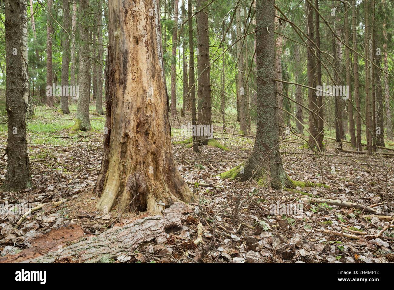 Pine tree in untouched coniferous forest Stock Photo - Alamy