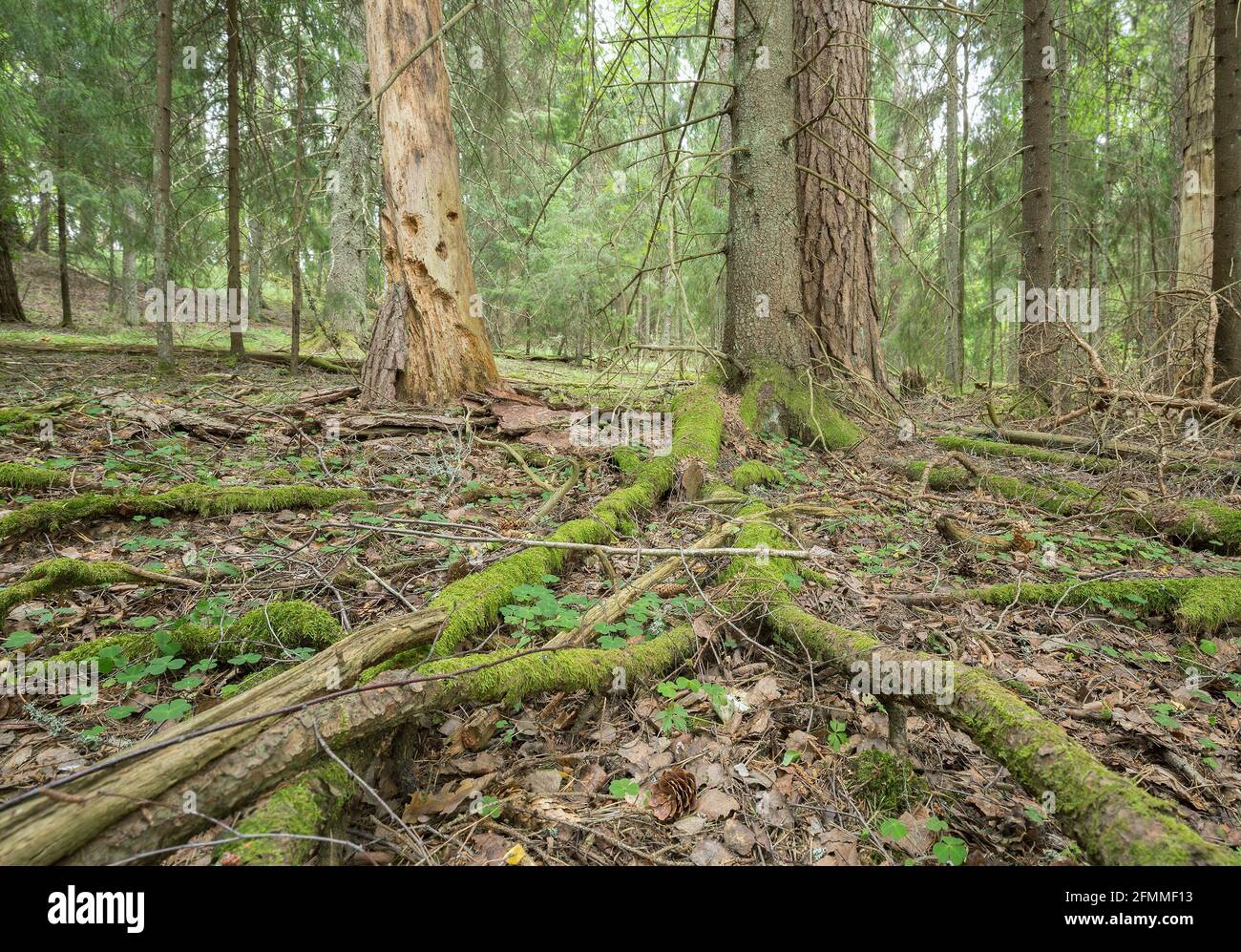 Roots and trees in untouched coniferous forest in sweden Stock Photo ...