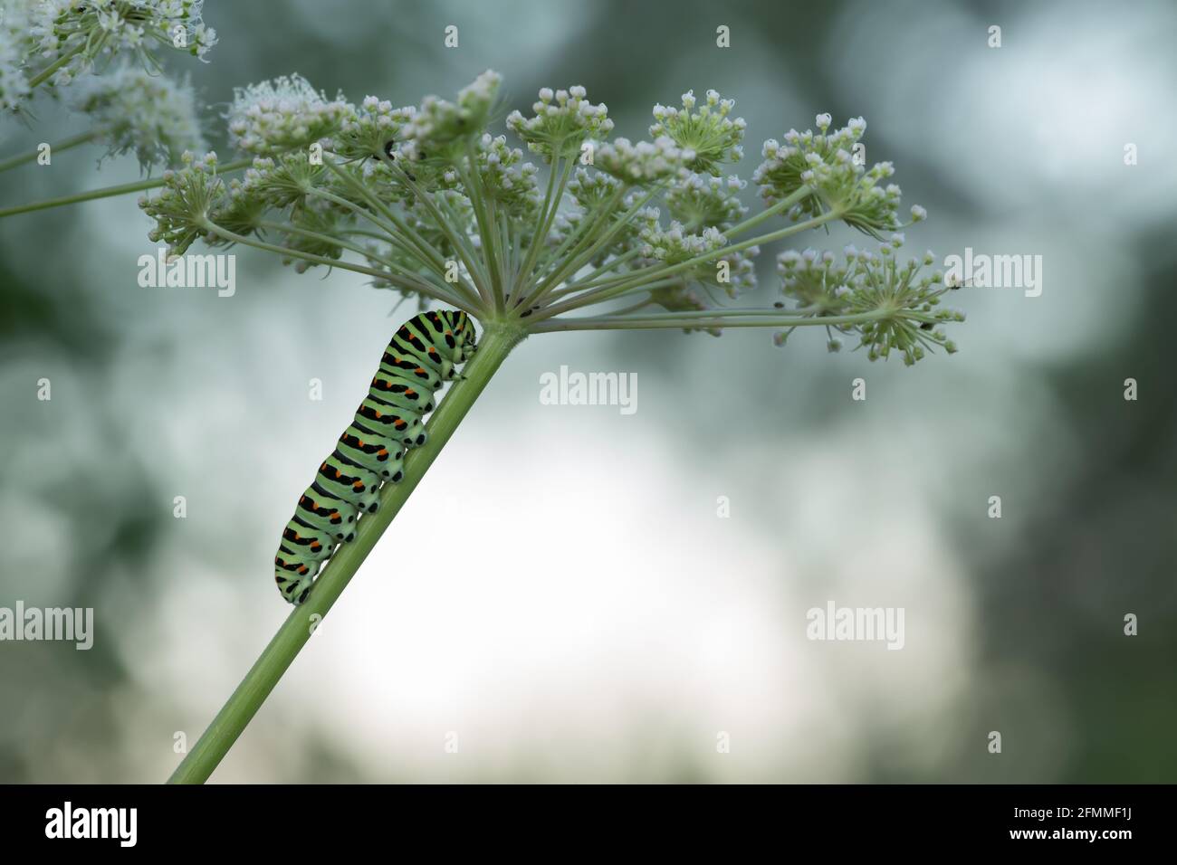 Old world swallowtail, Papilio machanon larva on cow parsley Stock ...