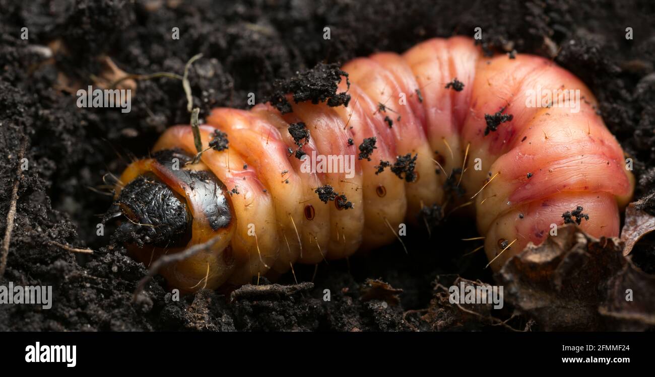Goat moth, Cossus cossus larva in earth, macro photo Stock Photo - Alamy