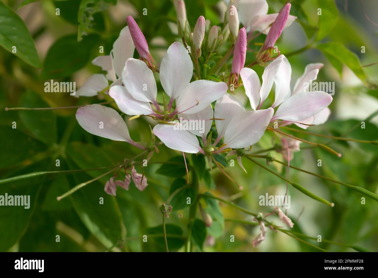 Blooming spider flower, Tarenaya hassleriana Stock Photo - Alamy