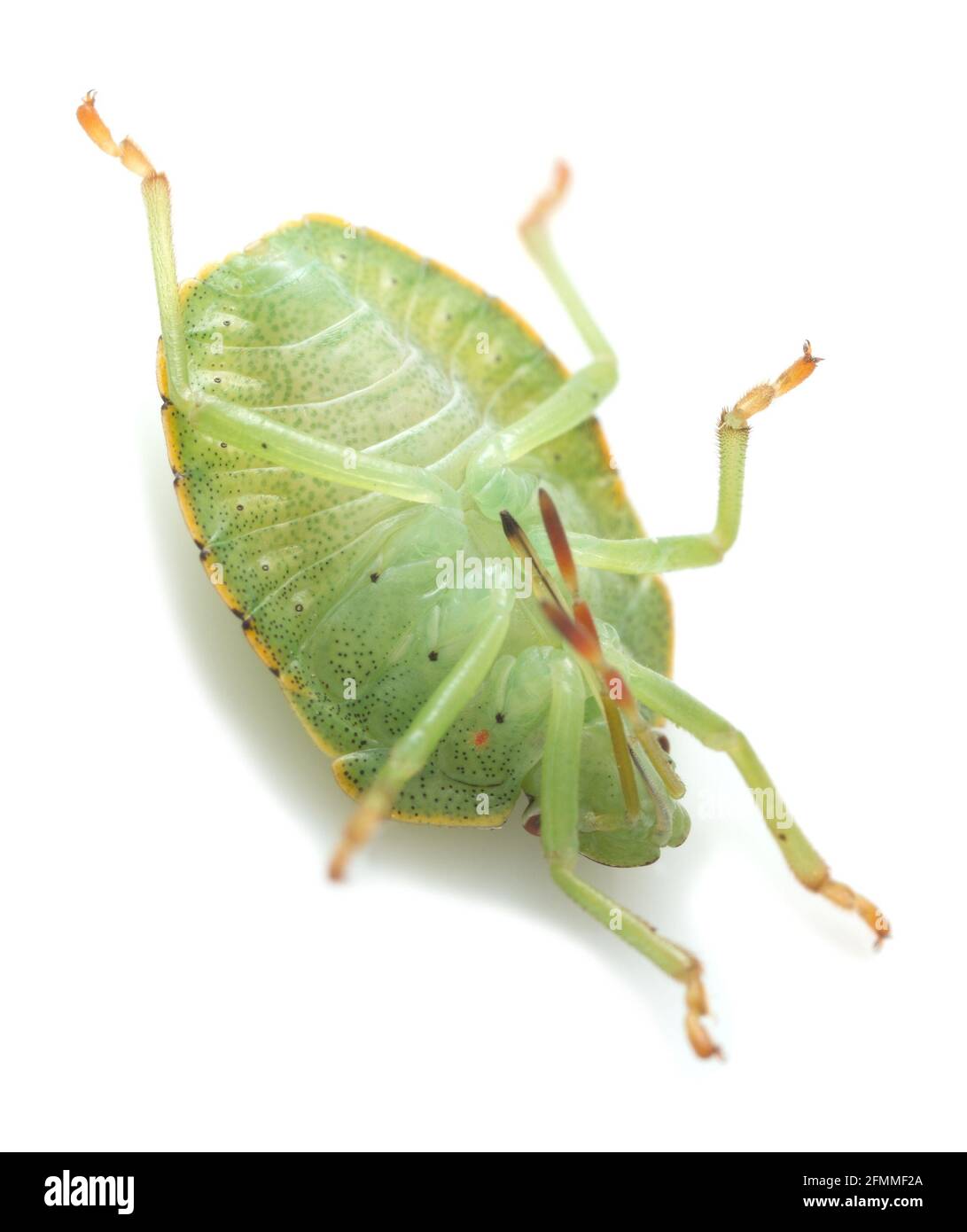 Close-up of a green shield bug nymph, palomena prasina photographed ...