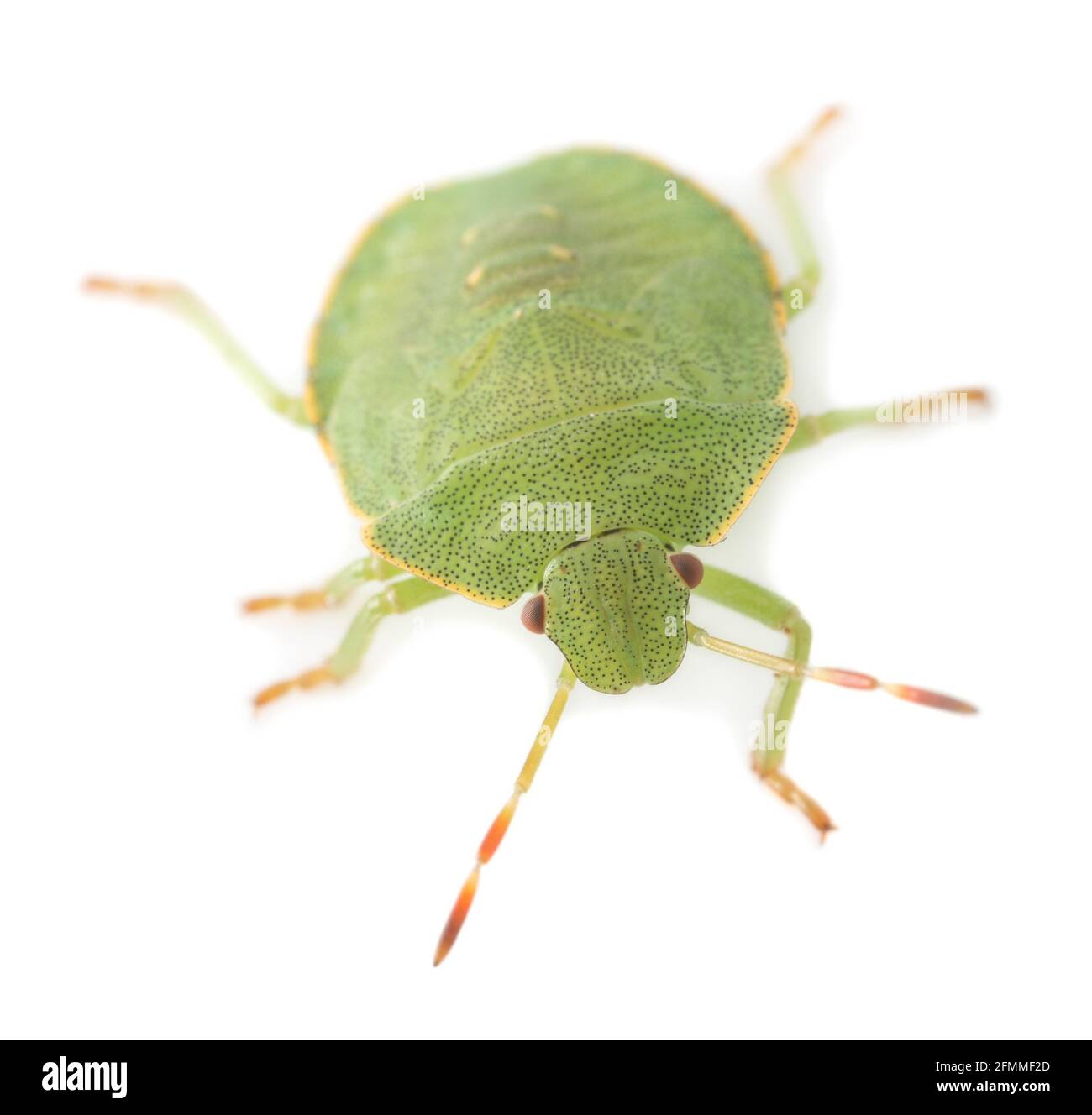 Close-up of a green shield bug nymph, palomena prasina photographed ...