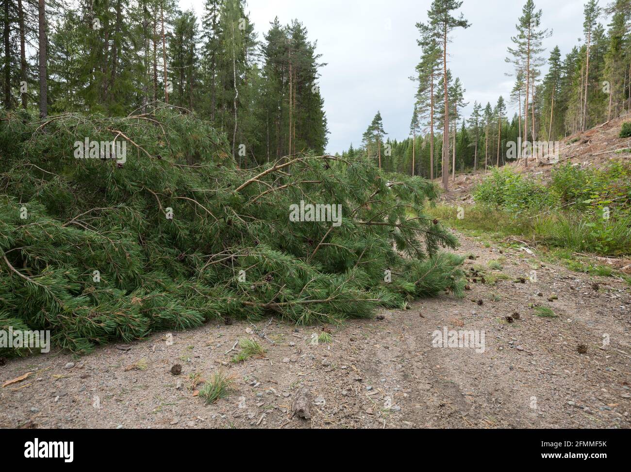 Pinales hi-res stock photography and images - Alamy