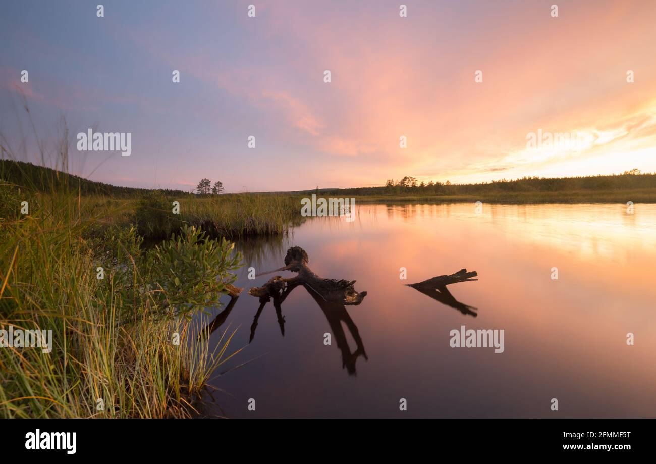 Beautiful sunset over a swamp with root in the shallow water Stock ...