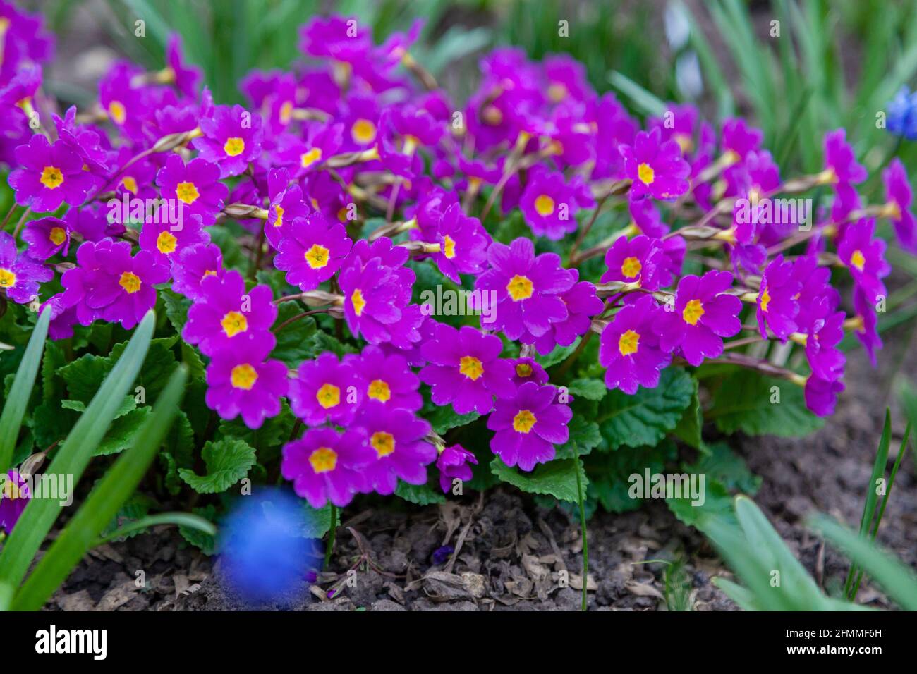 Lilac spring flowers grow in the garden Stock Photo - Alamy