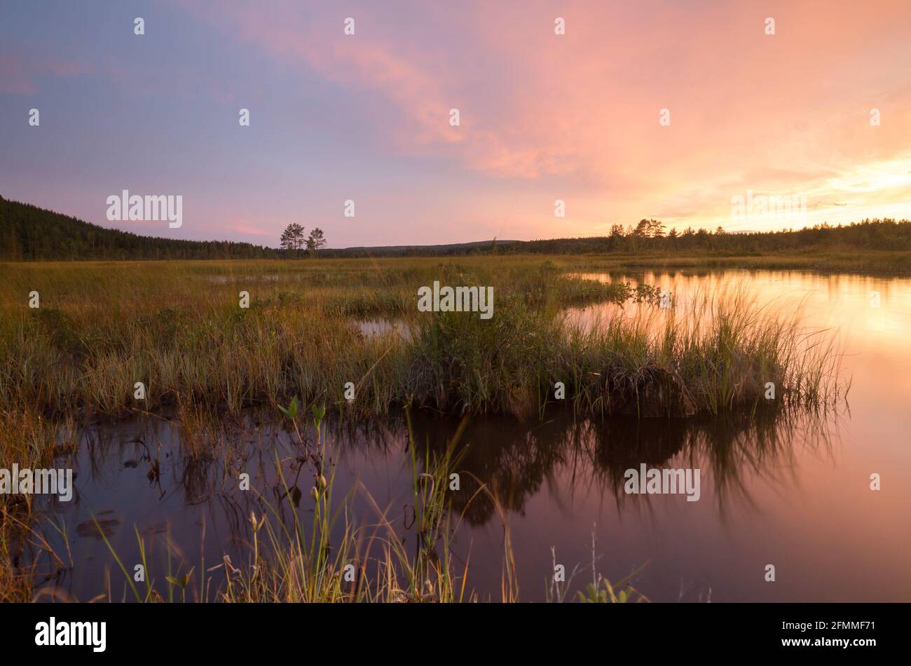 Swampland scenery hi-res stock photography and images - Alamy