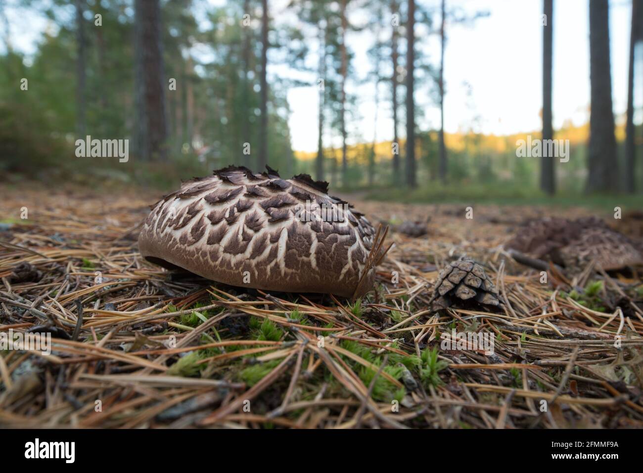 Sarcodon squamosus hi-res stock photography and images - Alamy