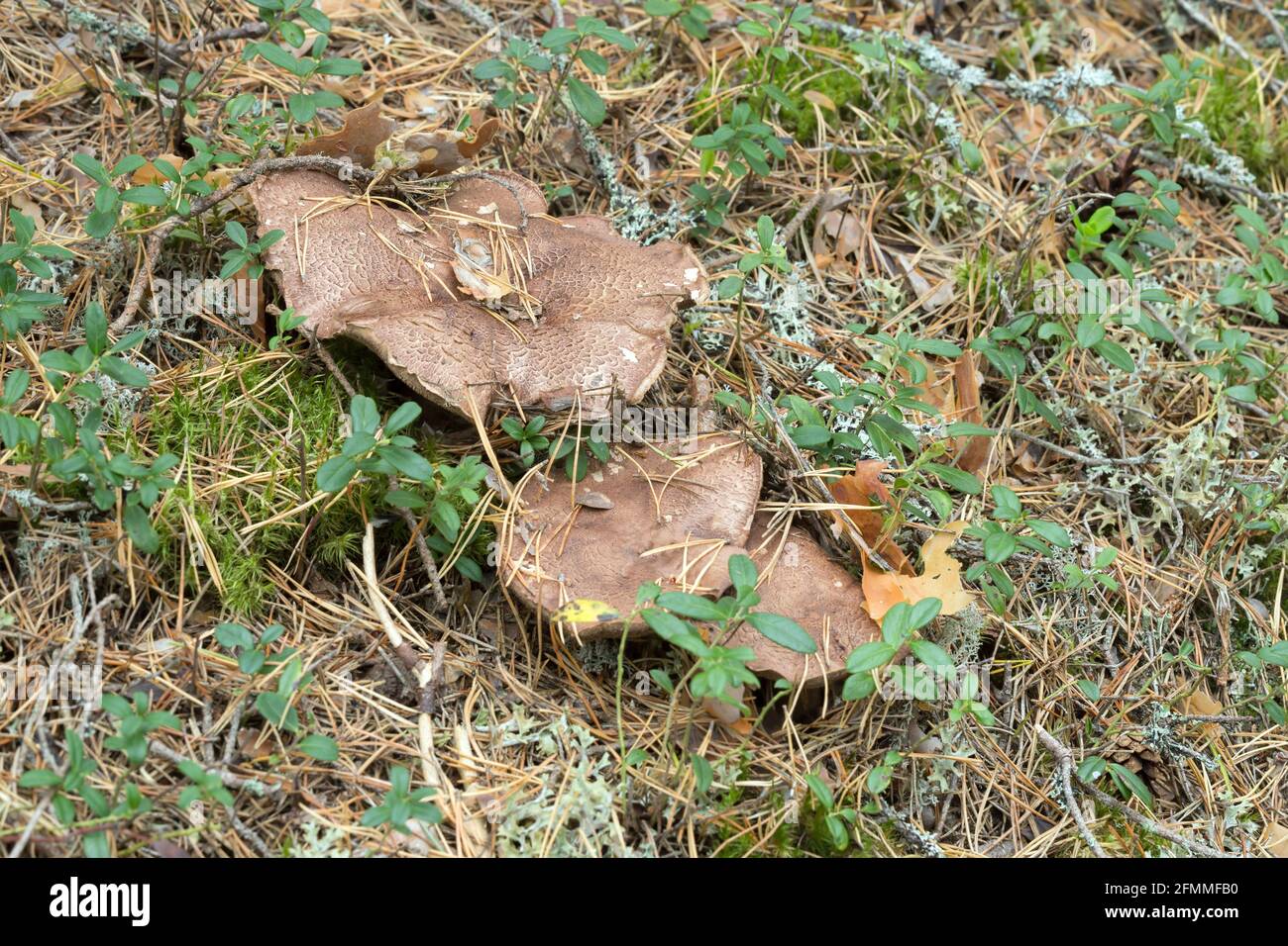 Bitter tooth fungus, Sarcodon scabrosus growing in coniferous ...