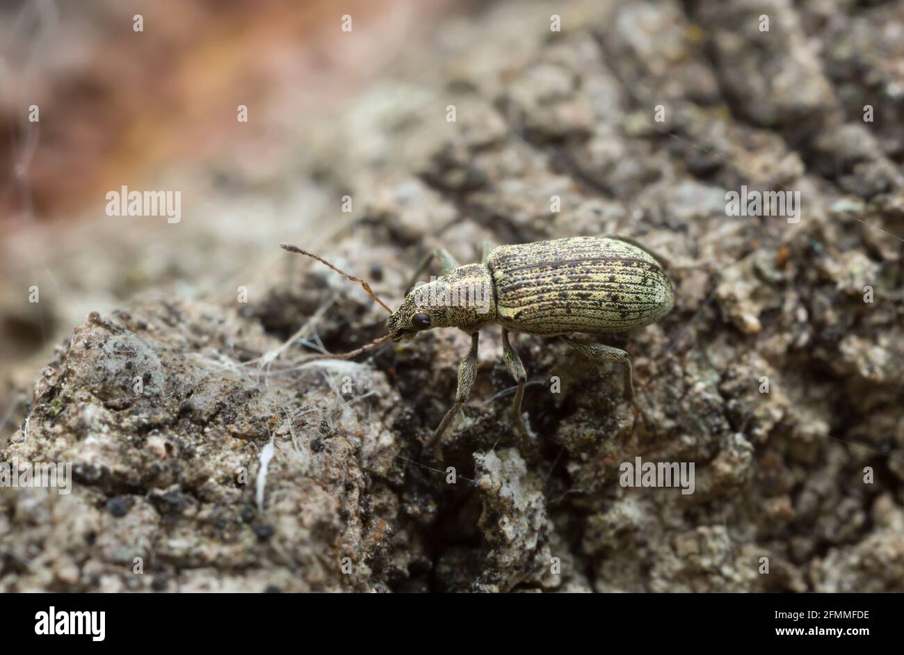Polydrusus hi-res stock photography and images - Alamy