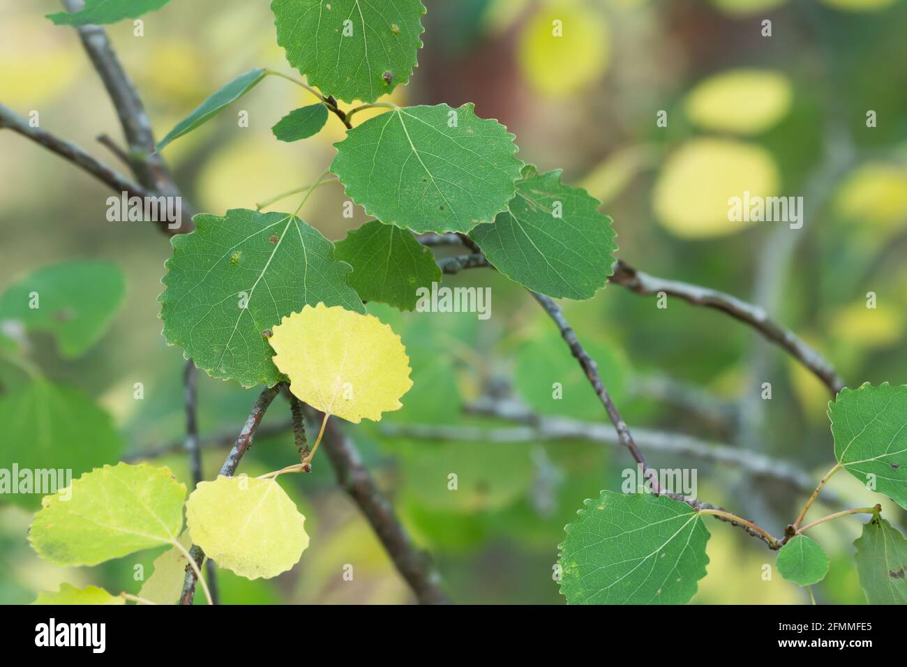 Common aspen hi-res stock photography and images - Alamy