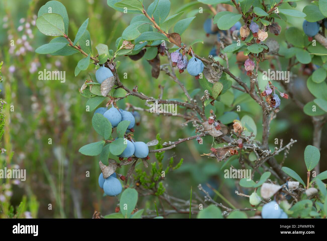 Blue bog plant hi-res stock photography and images - Alamy