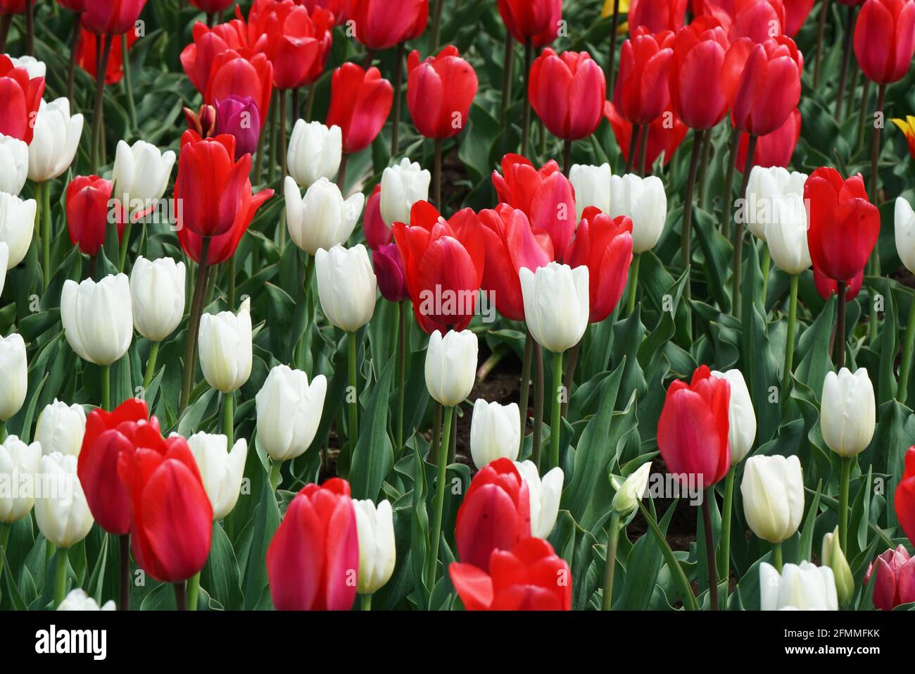 Montreal,Quebec,Canada,May 10, 2021.Tulips in full bloom.Credit:Mario ...
