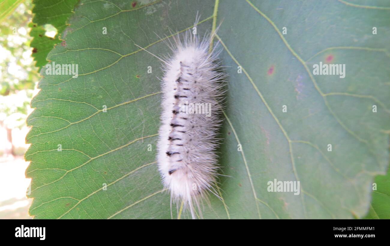 Beautiful white caterpillar climbing up a leaf Stock Photo - Alamy