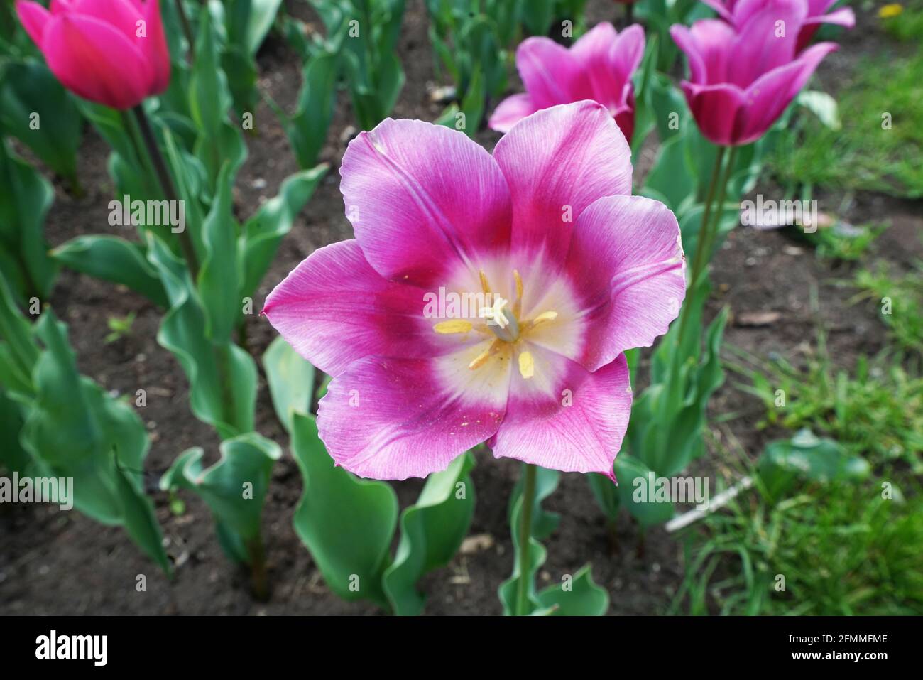 Montreal,Quebec,Canada,May 10, 2021.Tulips in full bloom.Credit:Mario ...