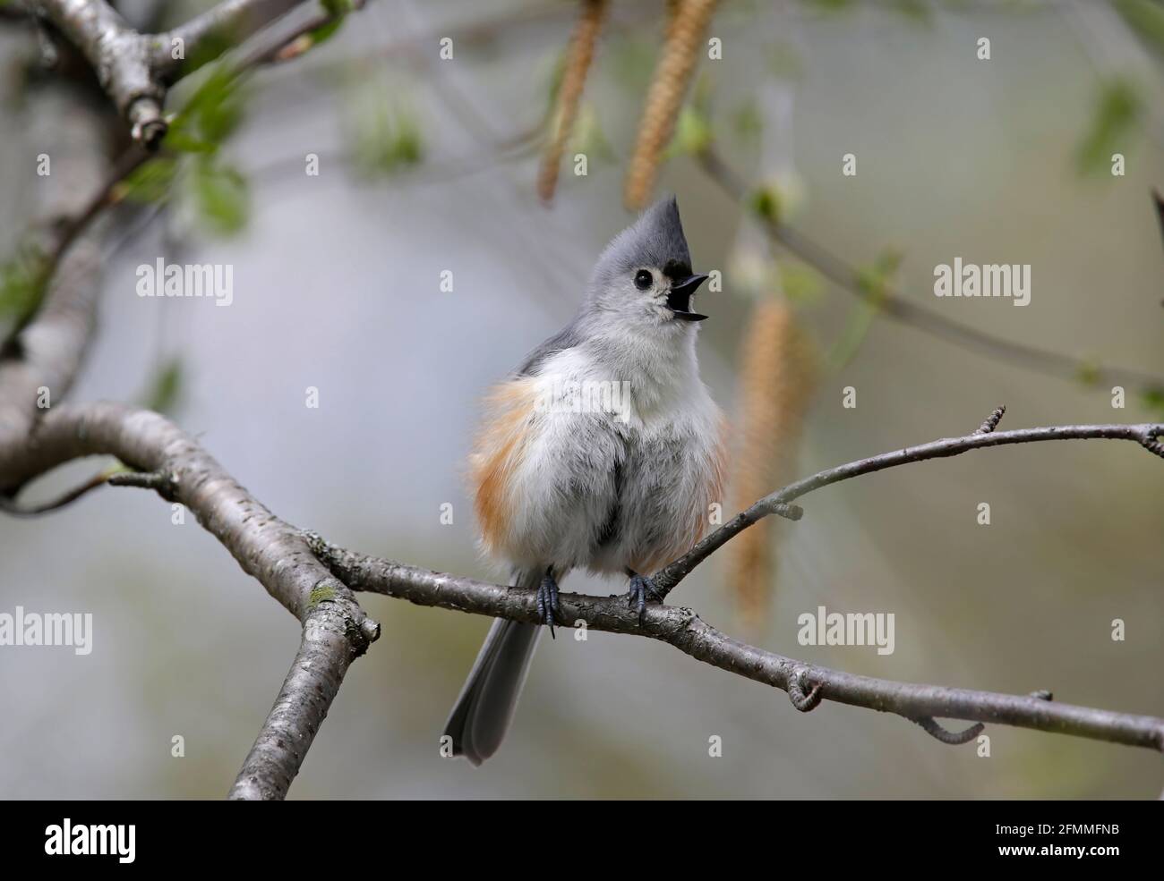Eastern tufted titmouse in hi-res stock photography and images - Alamy