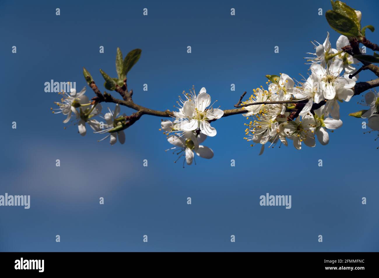 Damson prunus insititia blossom hi-res stock photography and images - Alamy
