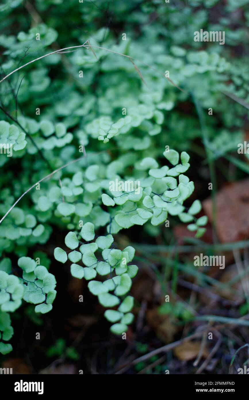 Bipinnate leaf hi-res stock photography and images - Alamy