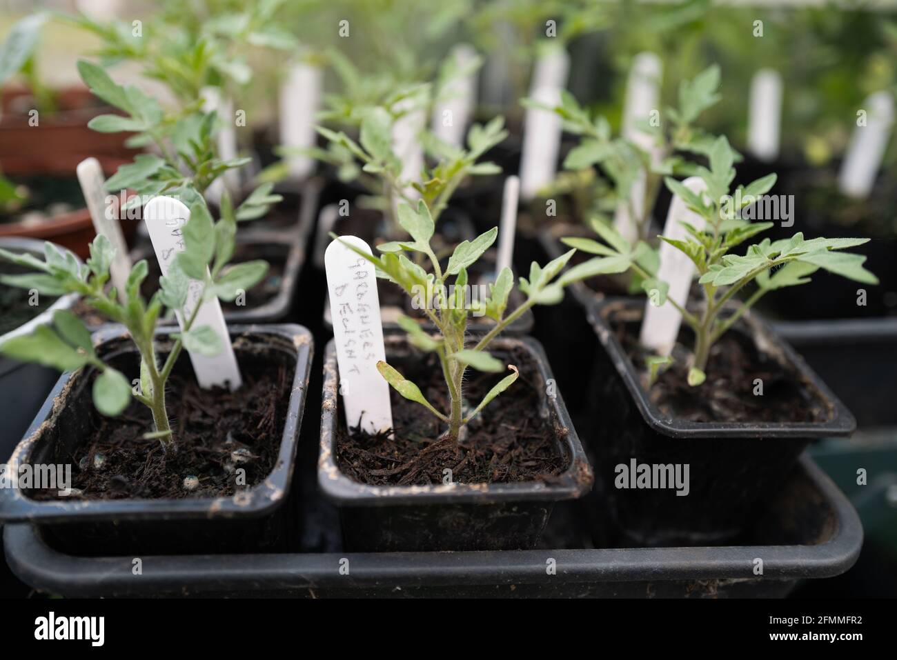 Tomato seedling trays hi-res stock photography and images - Alamy
