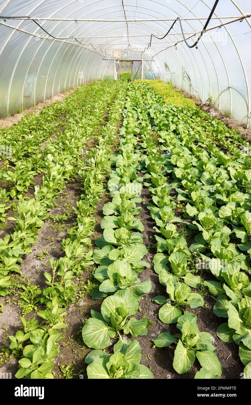 Organic vegetables grown in a polytunnel Stock Photo - Alamy