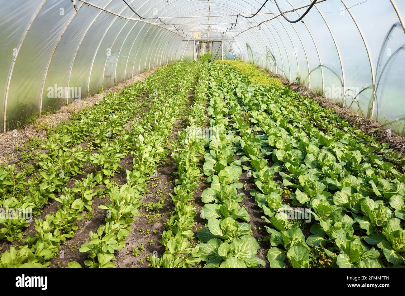Organic vegetables grown in a polytunnel Stock Photo - Alamy