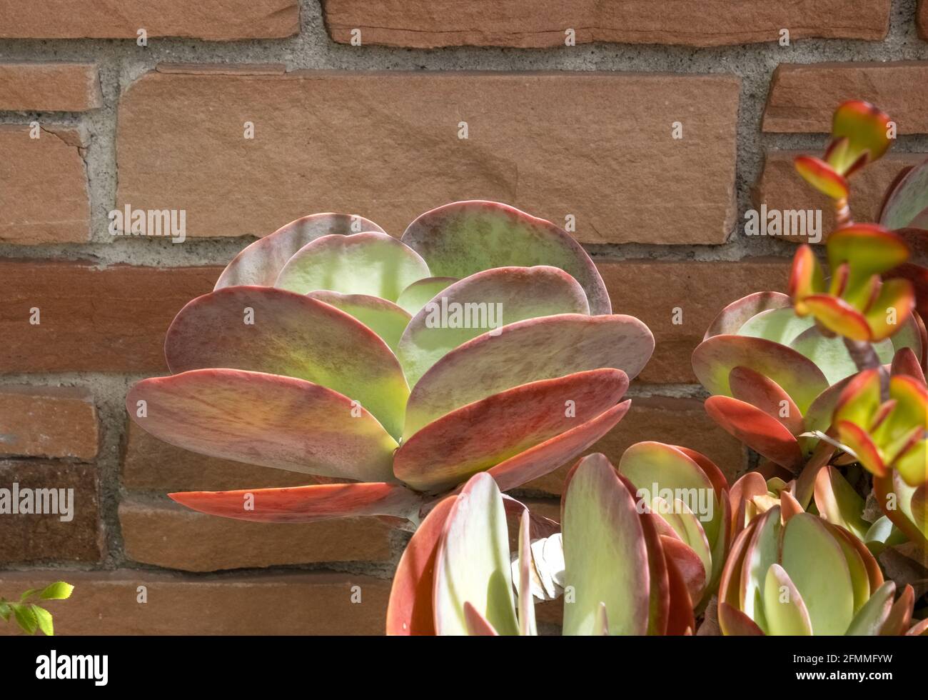 succulent paddle plant, kalanchoe luciae, closeup stone wall background ...