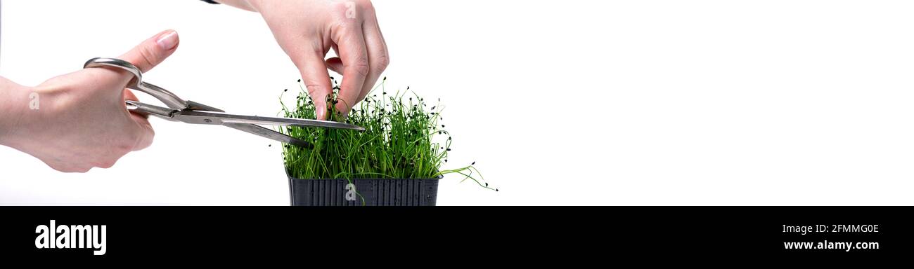 Hands cut onion microgreens with scissors on a white background. Fresh ...
